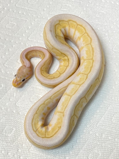 Banana Spinner Blast Ball Python by The Reptile Shop