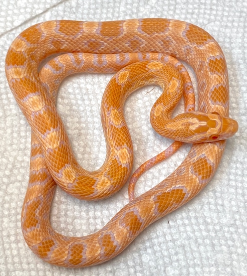 Flamingo Corn Snakes (European Bloodlines) by The Reptile Shop