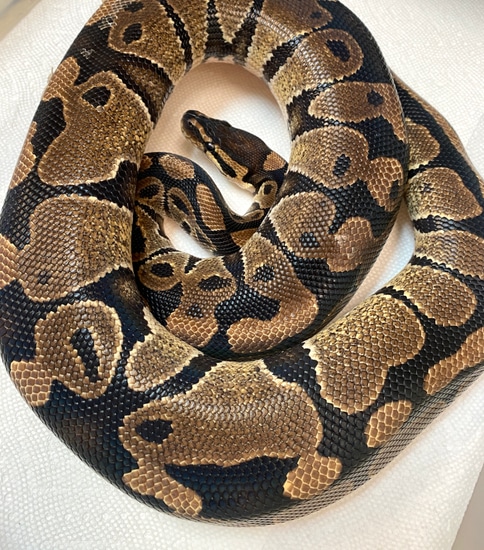 Normal Female Ball Ball Python by The Reptile Shop