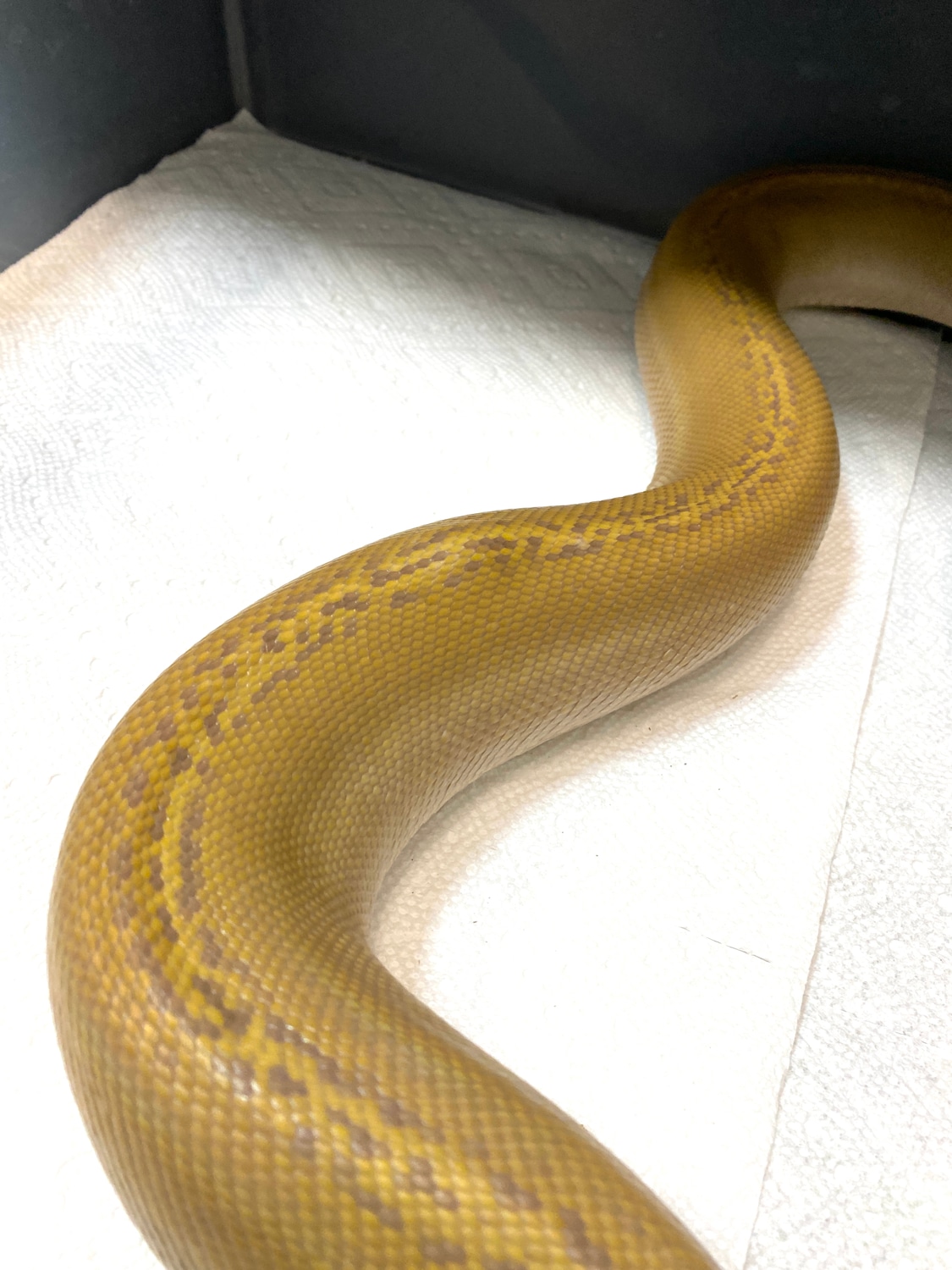 Orange Glow Motley Golden Child (7 Foot) Reticulated Python by The ...