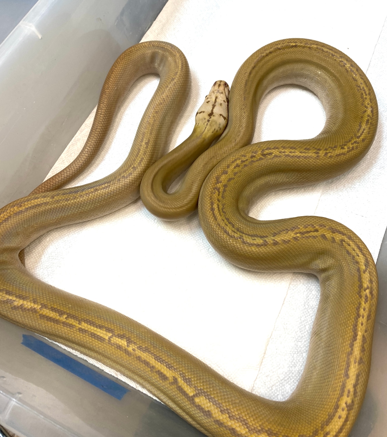 Orange Glow Motley Golden Child (7 Foot) Reticulated Python by The ...