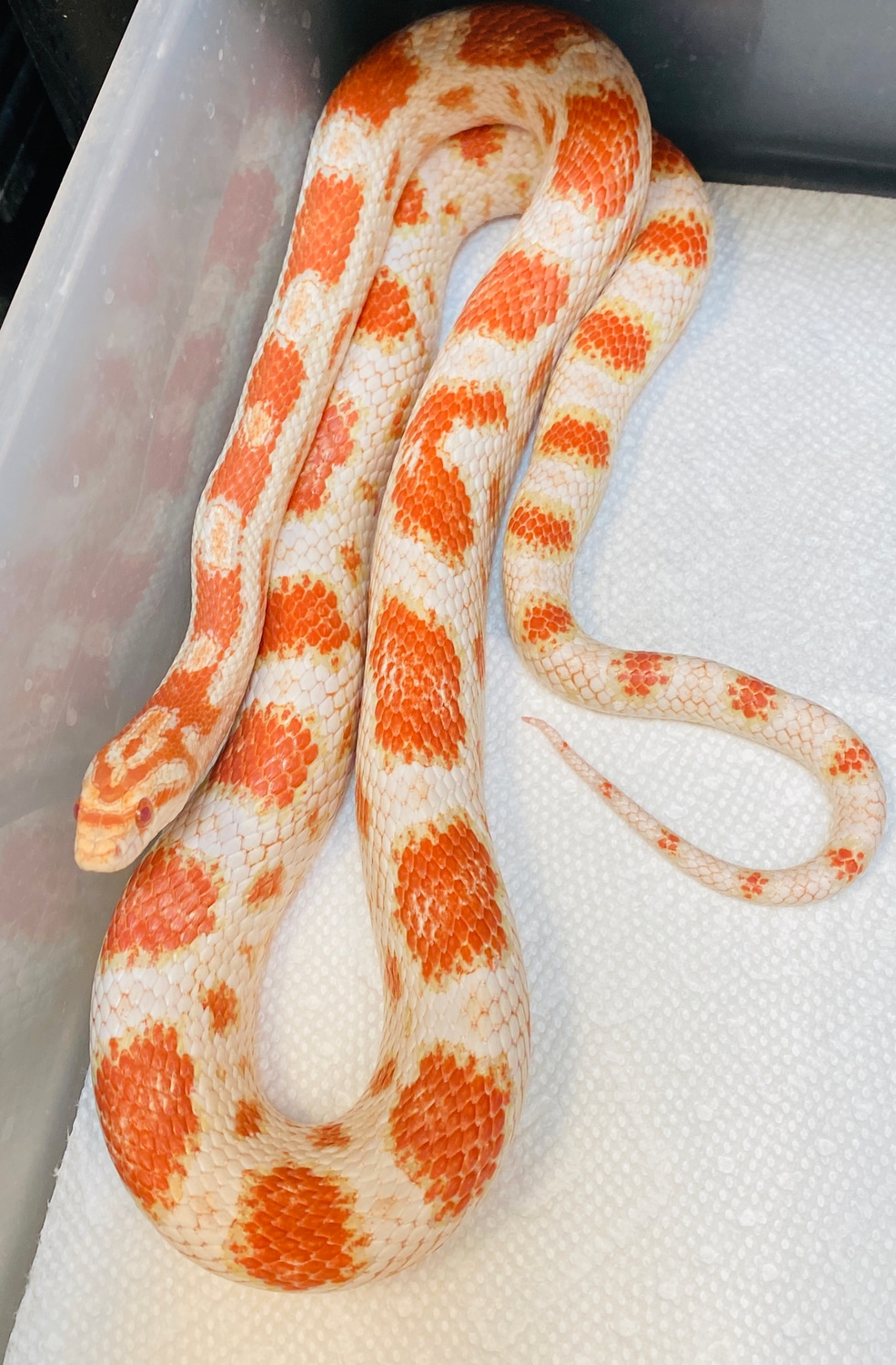 Halo (VMS Line) Corn Snake by The Reptile Shop - MorphMarket
