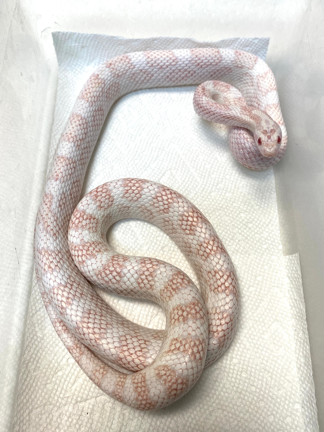 Peppermint Het Motley (2019 Female) Corn Snake by The Reptile Shop ...