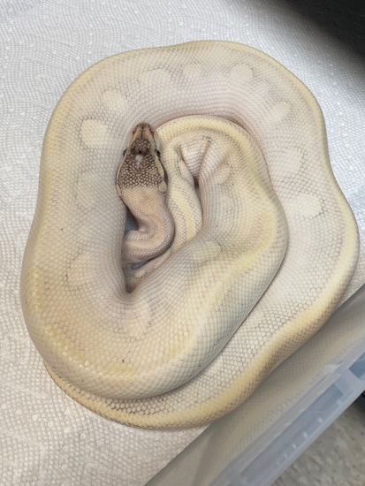 Invisiball Ball Python (Mystic Russo) by The Reptile Shop