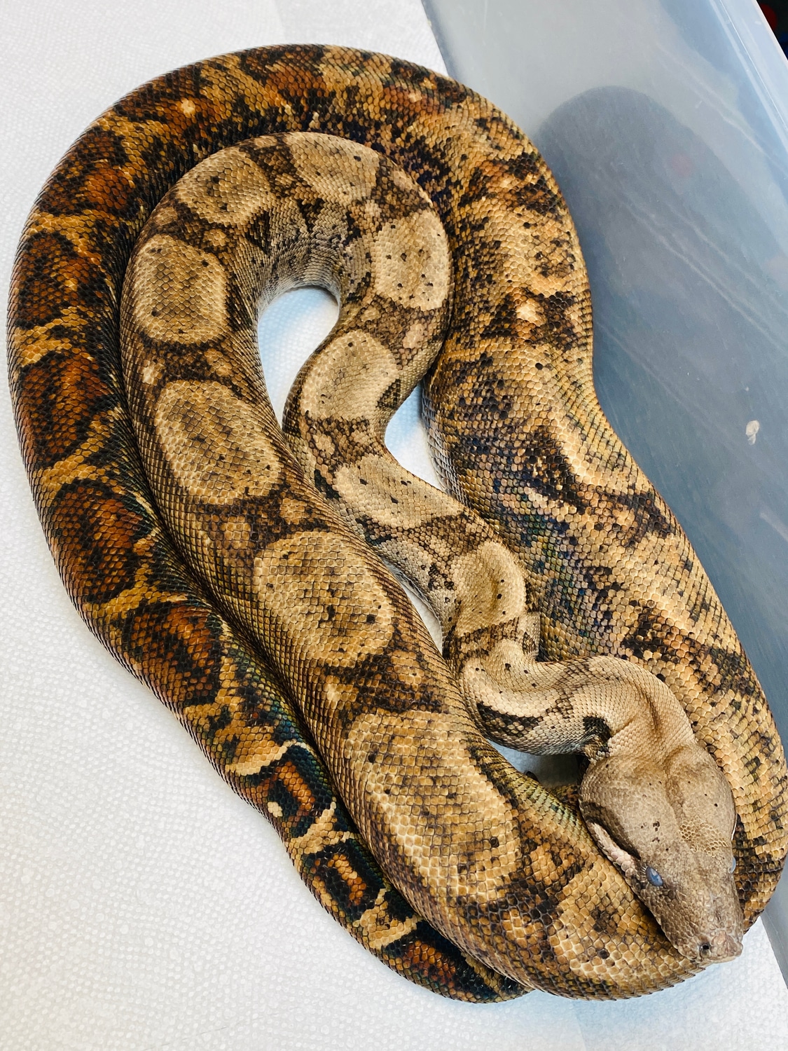 Hog Island Boa 100% Het Blood Boa Constrictor by The Reptile Shop ...