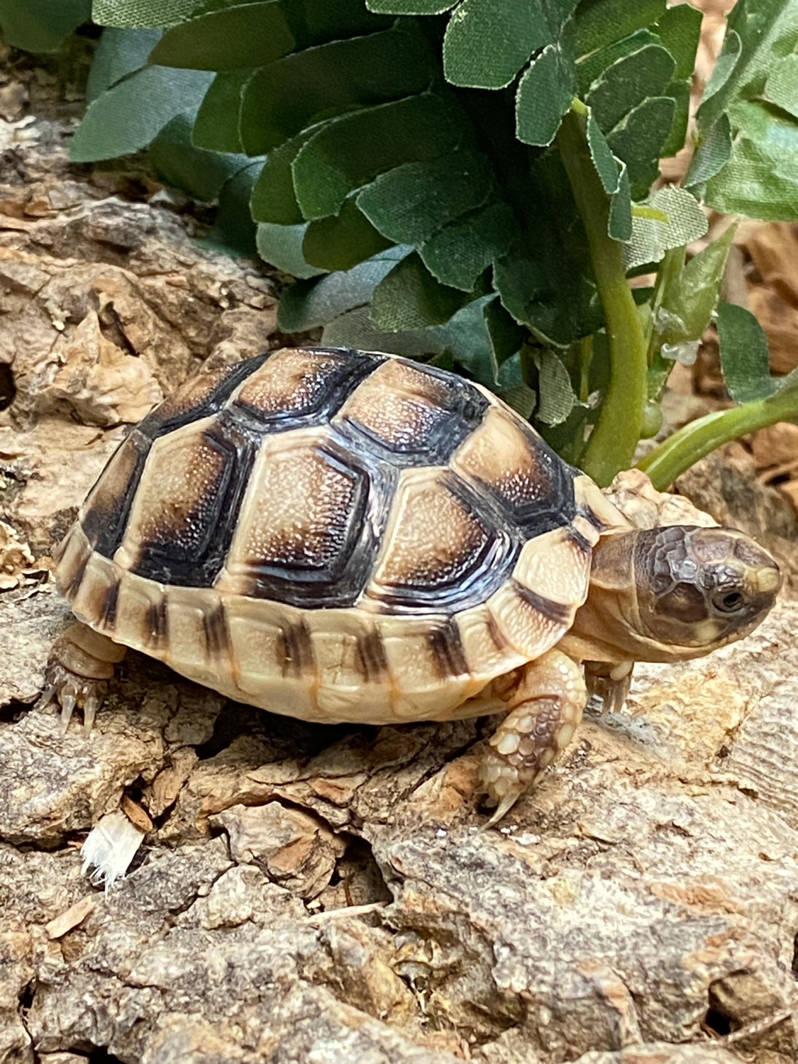 Marginated Tortoises (Captive Bred Babies) by The Reptile Shop ...
