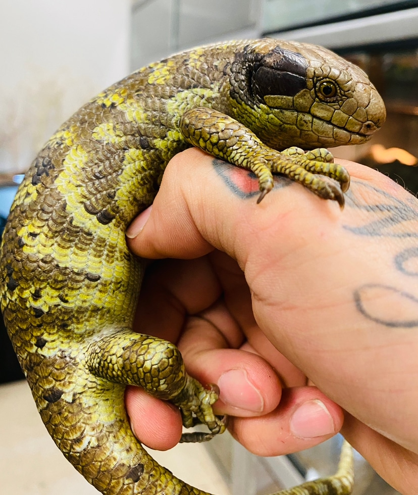 Monkey Tail Skinks Monkey-Tailed Skink by The Reptile Shop - MorphMarket