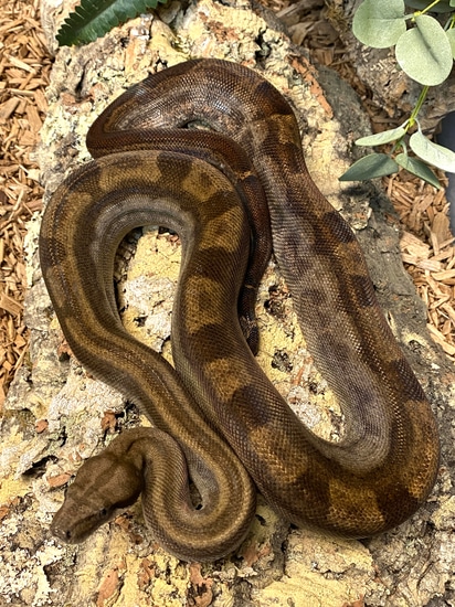 Fire Jungle Motley Boa (4 Foot) Boa Constrictor by The Reptile Shop