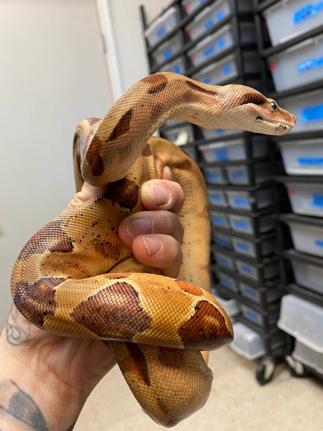 Possible Super Hypo 100% Het Blood Boa (Over 3 Foot) Boa Constrictor by ...