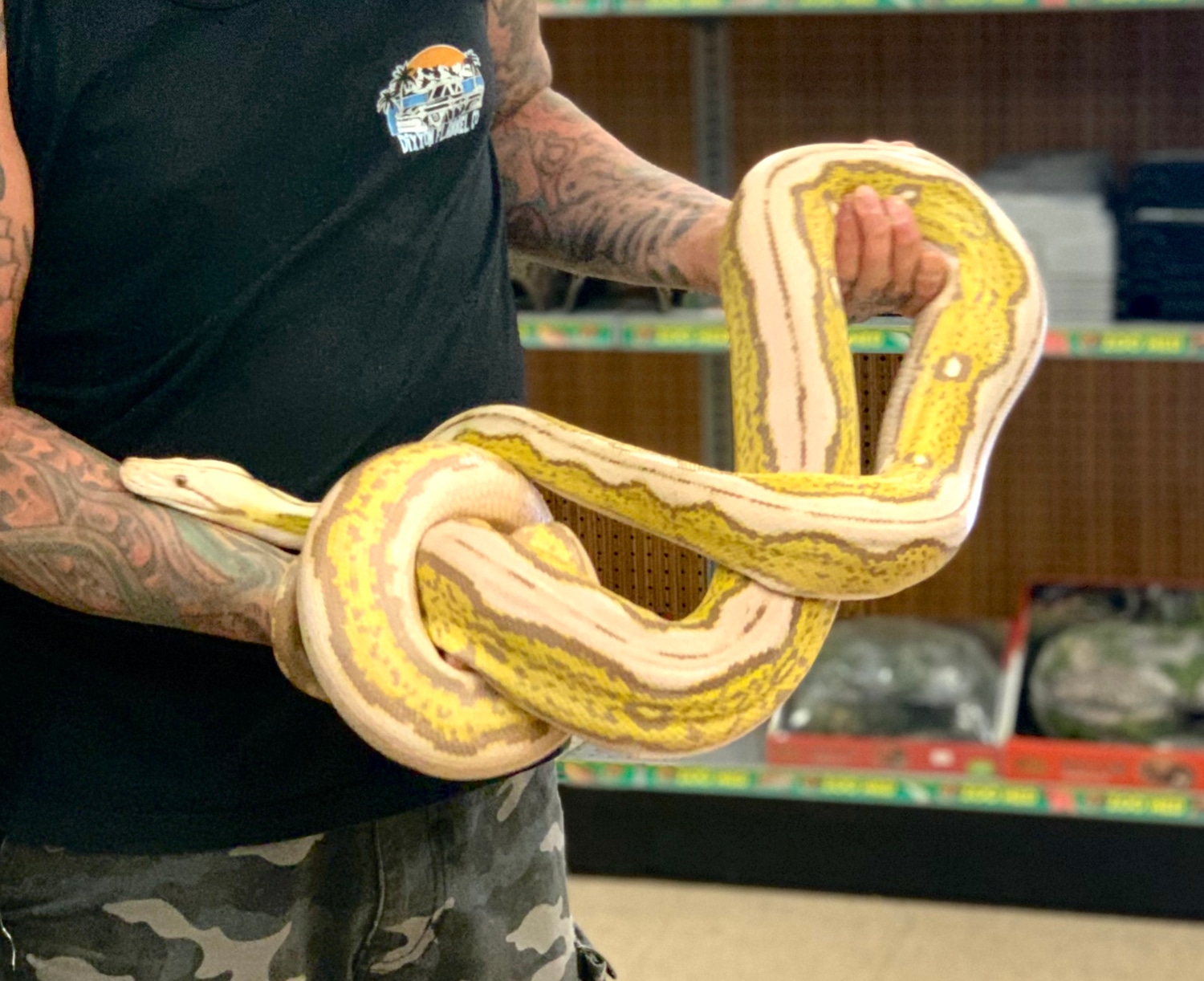 Orange Glow Motley Tiger (8 Foot) Reticulated Python by The Reptile ...