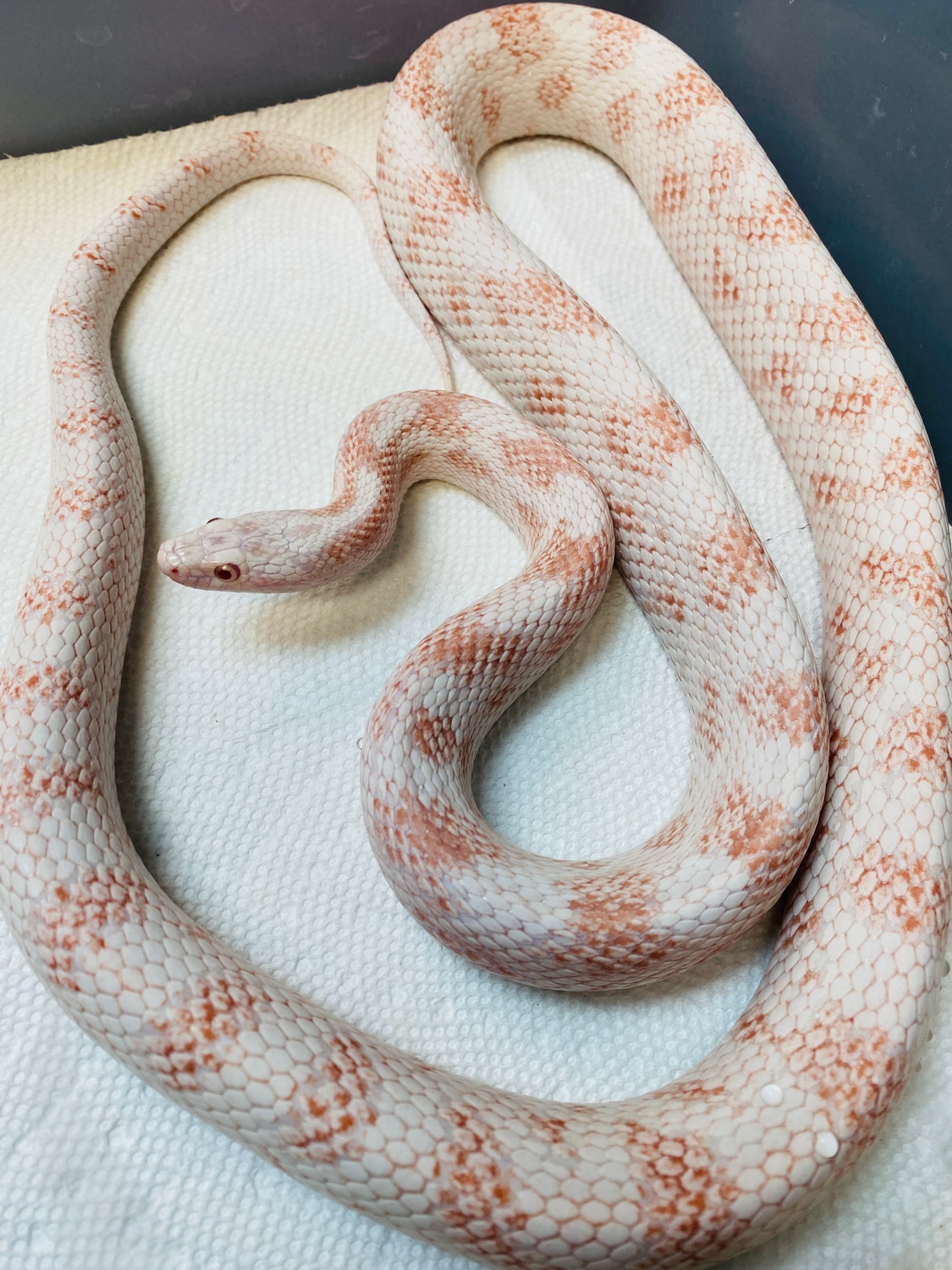 Peppermint (3 Year Old) Corn Snake by The Reptile Shop - MorphMarket
