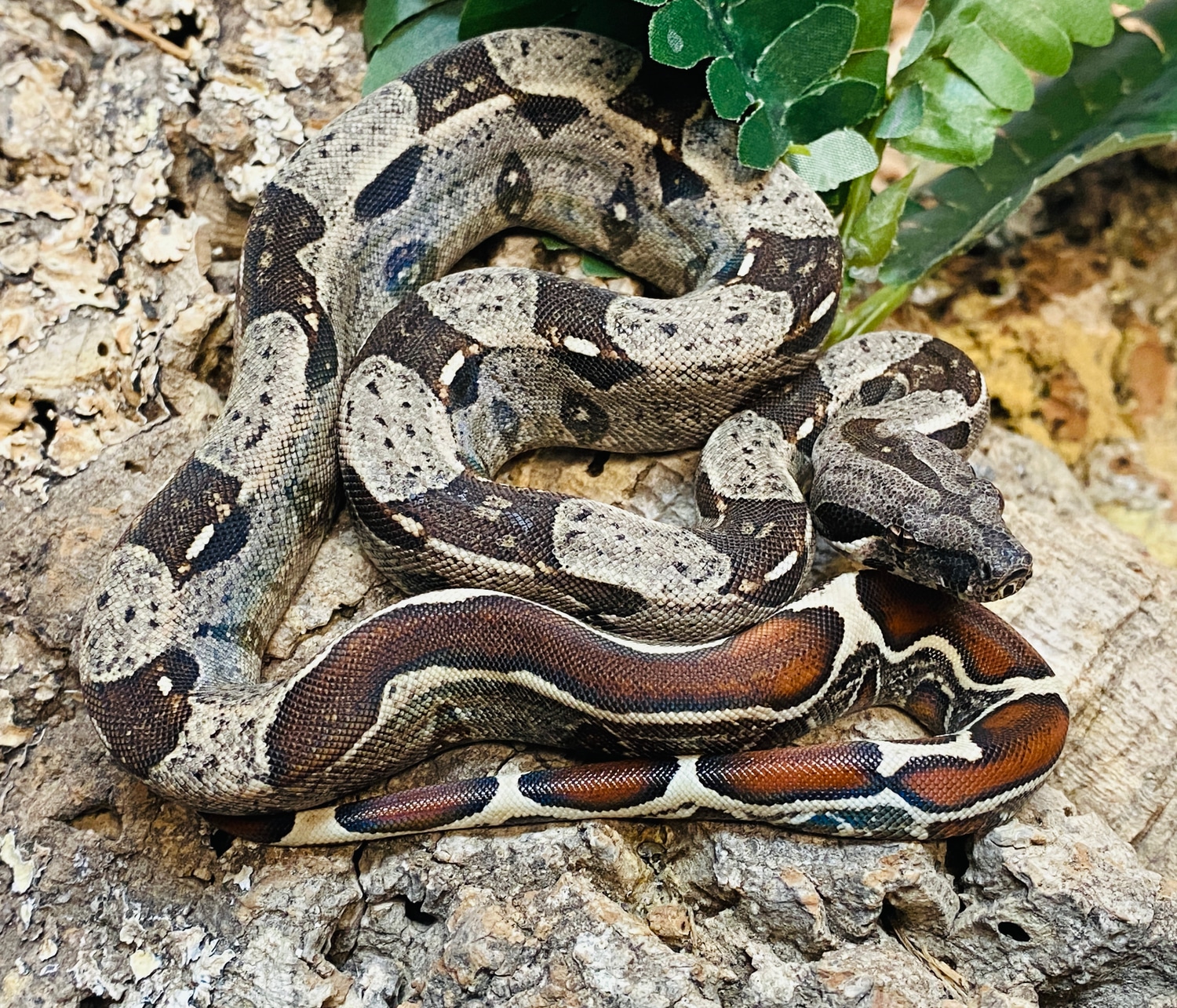IMG Jungle 66% Double Het VPI Sterling (Male Baby) Boa Constrictor by ...