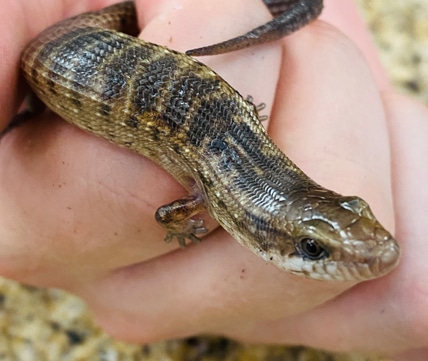 Ocellated Uromastyx (Captive Bred) More Lizard by The Reptile Shop ...