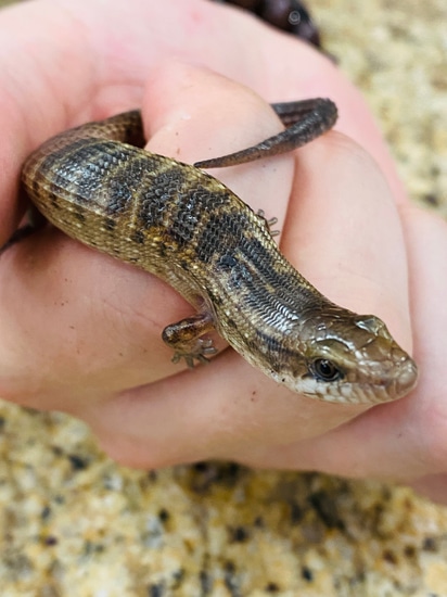 Haitian Giant Galliwasp’s More Lizard by The Reptile Shop