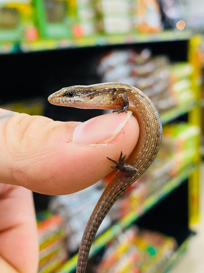 Haitian Giant Galliwasp’s More Lizard by The Reptile Shop