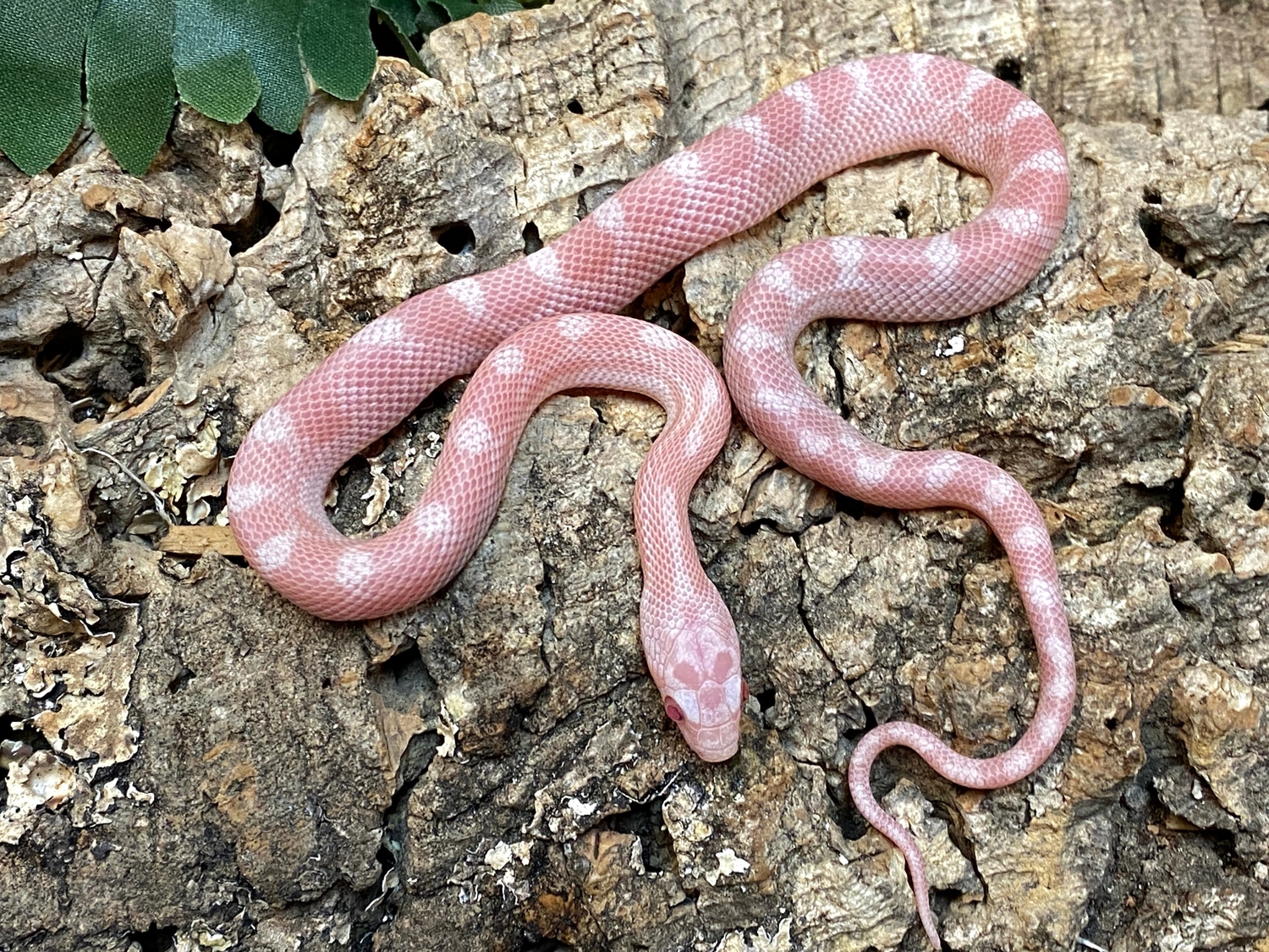 Peppermint Motley Corn Snake by The Reptile Shop - MorphMarket
