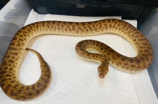 Childrens Pythons (Virgin Pair) Children's Python by The Reptile Shop