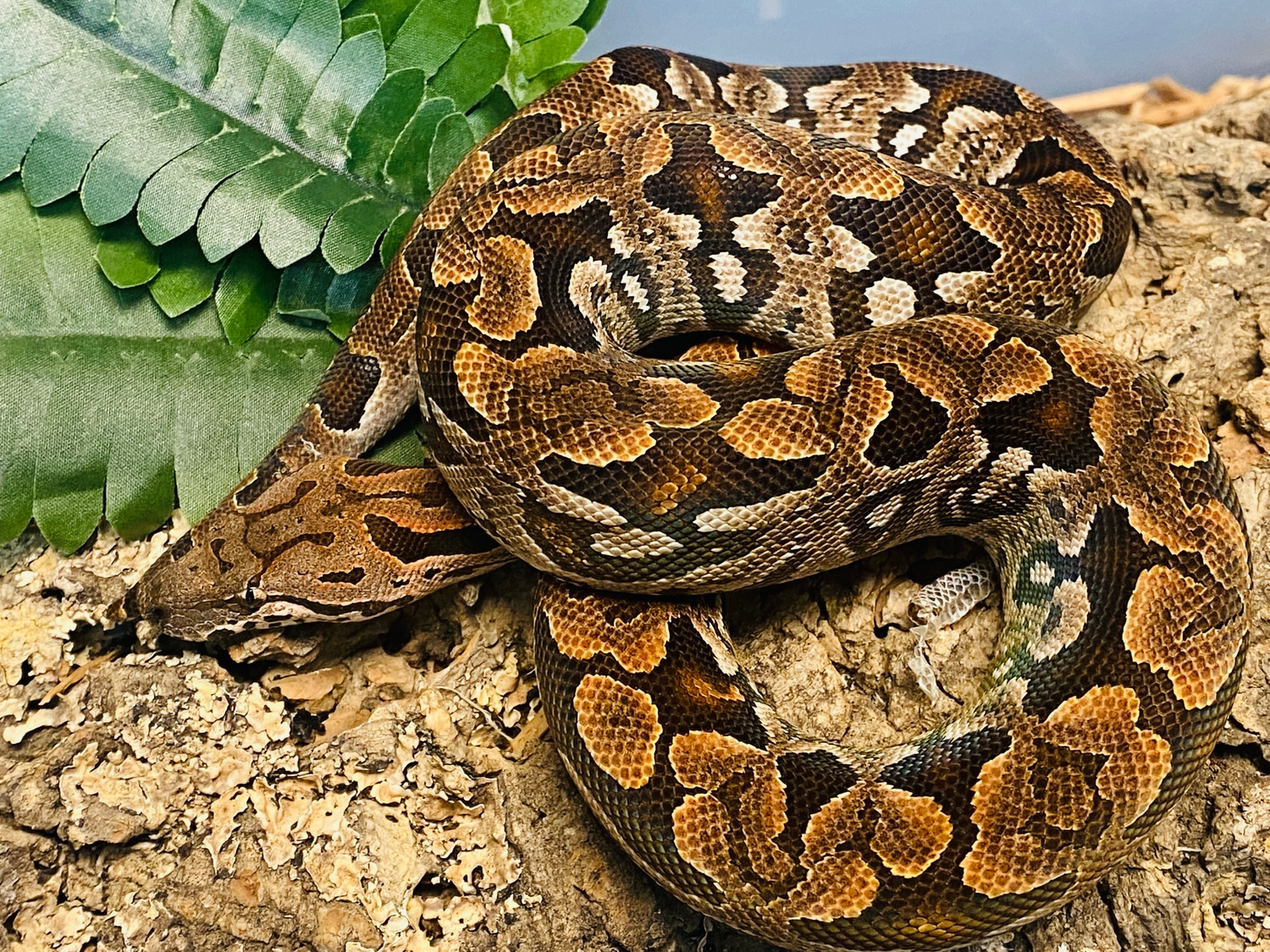Dumerils Boas (10 Months Old) Other Boa by The Reptile Shop - MorphMarket