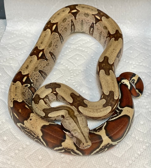 Mega Peak Suriname Redtail Boa (3 Foot) True Red-Tailed Boa Constrictor ...