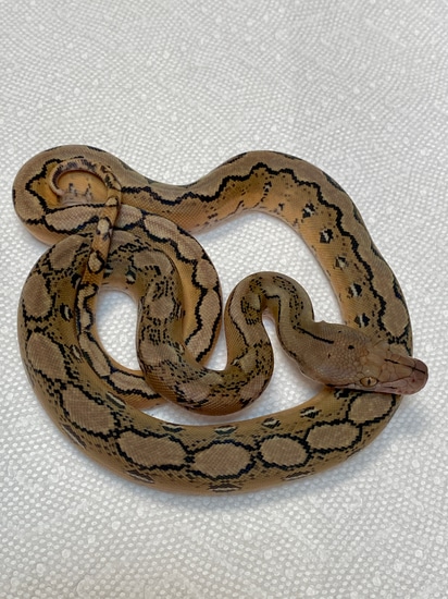 Sunfire Reticulated Python by The Reptile Shop