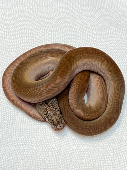 Phantom Goldenchild Reticulated Python by The Reptile Shop