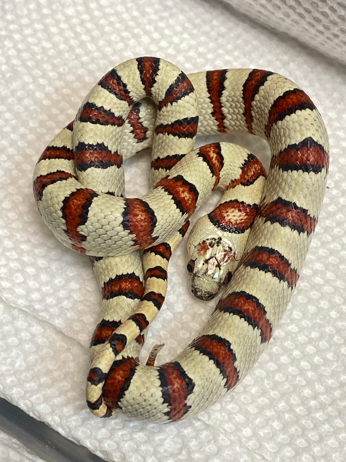 Variable Kingsnake Nuevo Leon Kingsnake by The Reptile Shop - MorphMarket