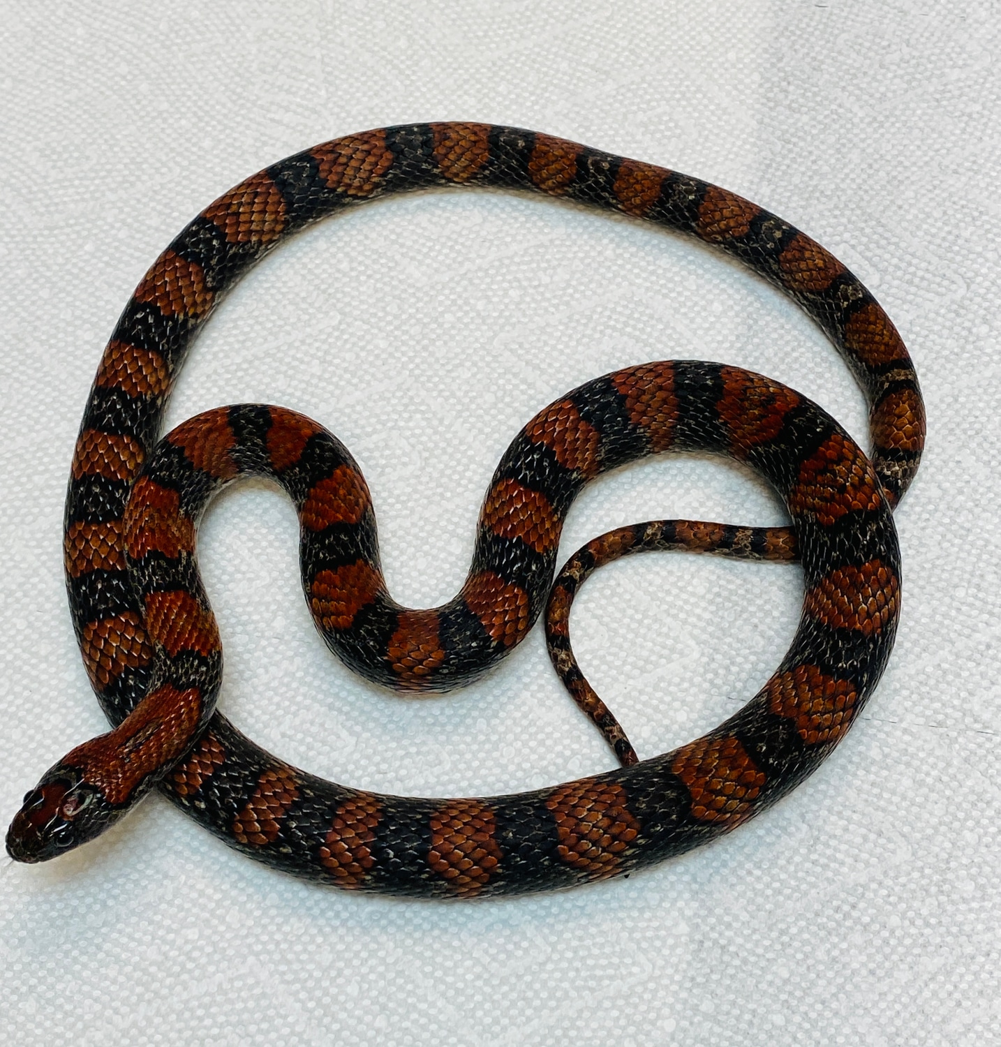 (Adult Male) San Luis Potosi Kingsnake by The Reptile Shop - MorphMarket