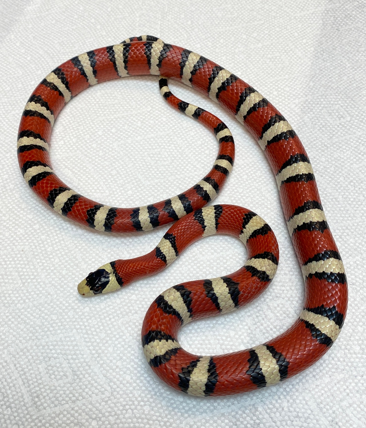 (Patagonia Locality) Arizona Mountain Kingsnake by The Reptile Shop ...