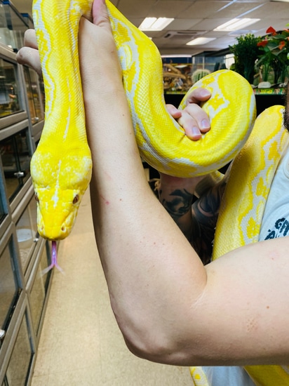 Lavender Albino Tiger Reticulated Python (9 Foot) by The Reptile Shop