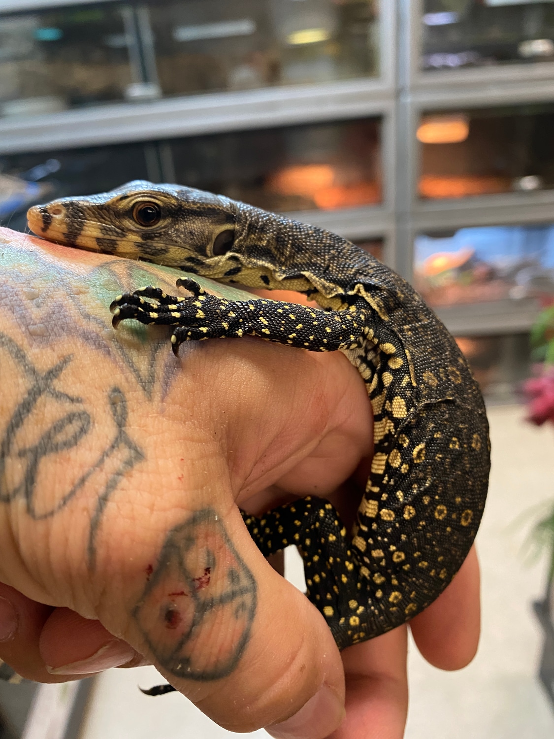 Asian (Super Nice) Water Monitor by The Reptile Shop - MorphMarket