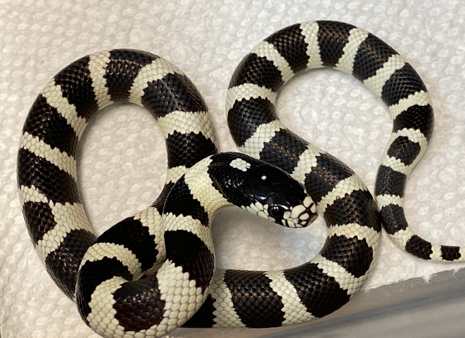 Black And White Cal Kings (Baby’s) California Kingsnake by The Reptile ...