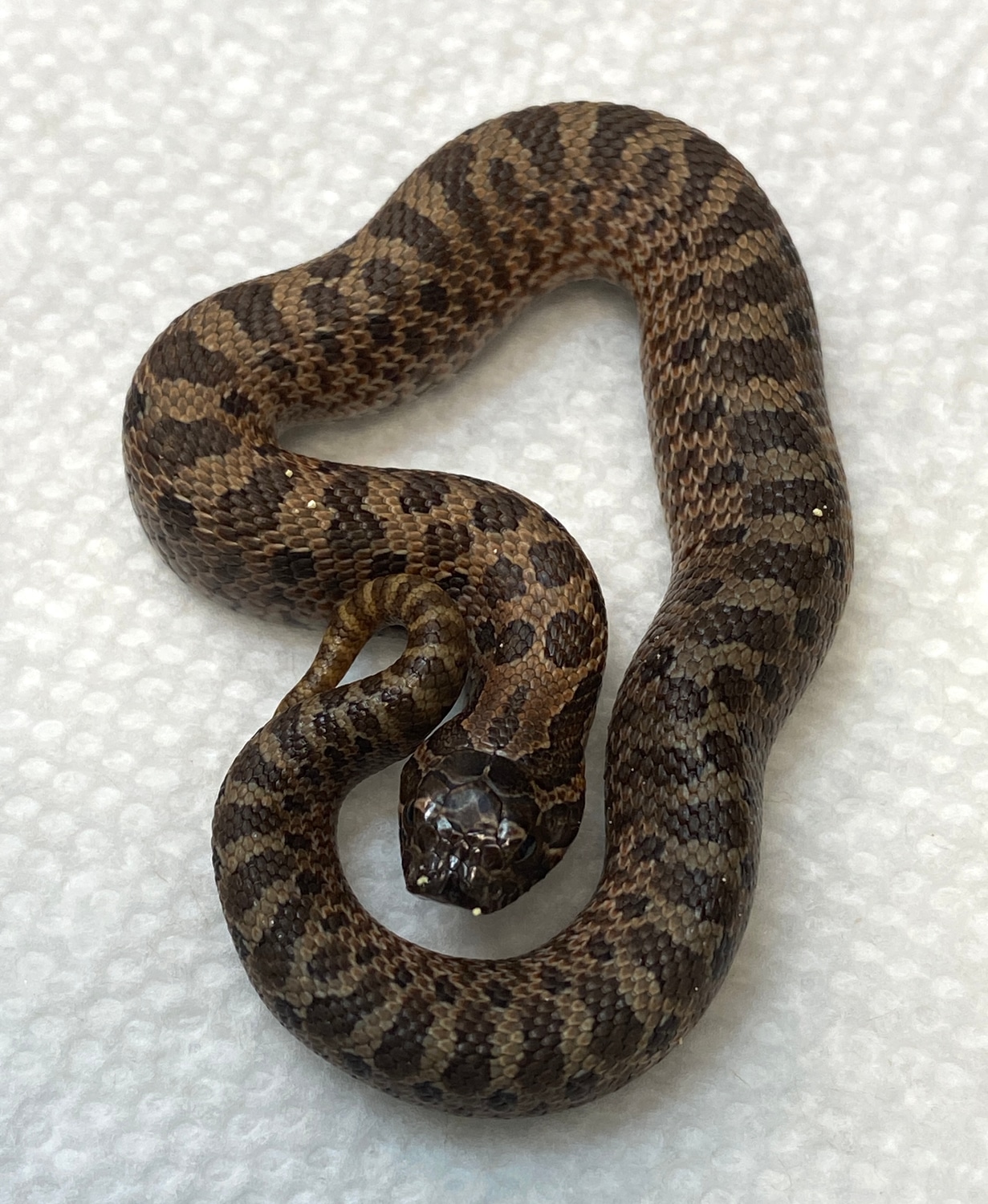 Sable Western Hognose by The Reptile Shop - MorphMarket