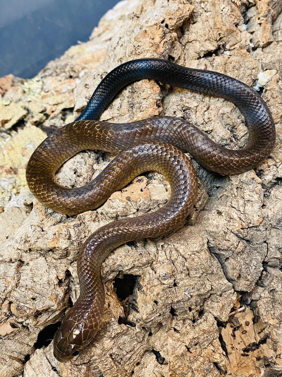 Black Tail Cribo Cribo & Indigo Snake by The Reptile Shop - MorphMarket