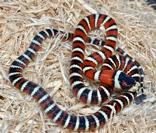 Prescott Locale Arizona Mountain Kingsnakes by The Reptile Shop