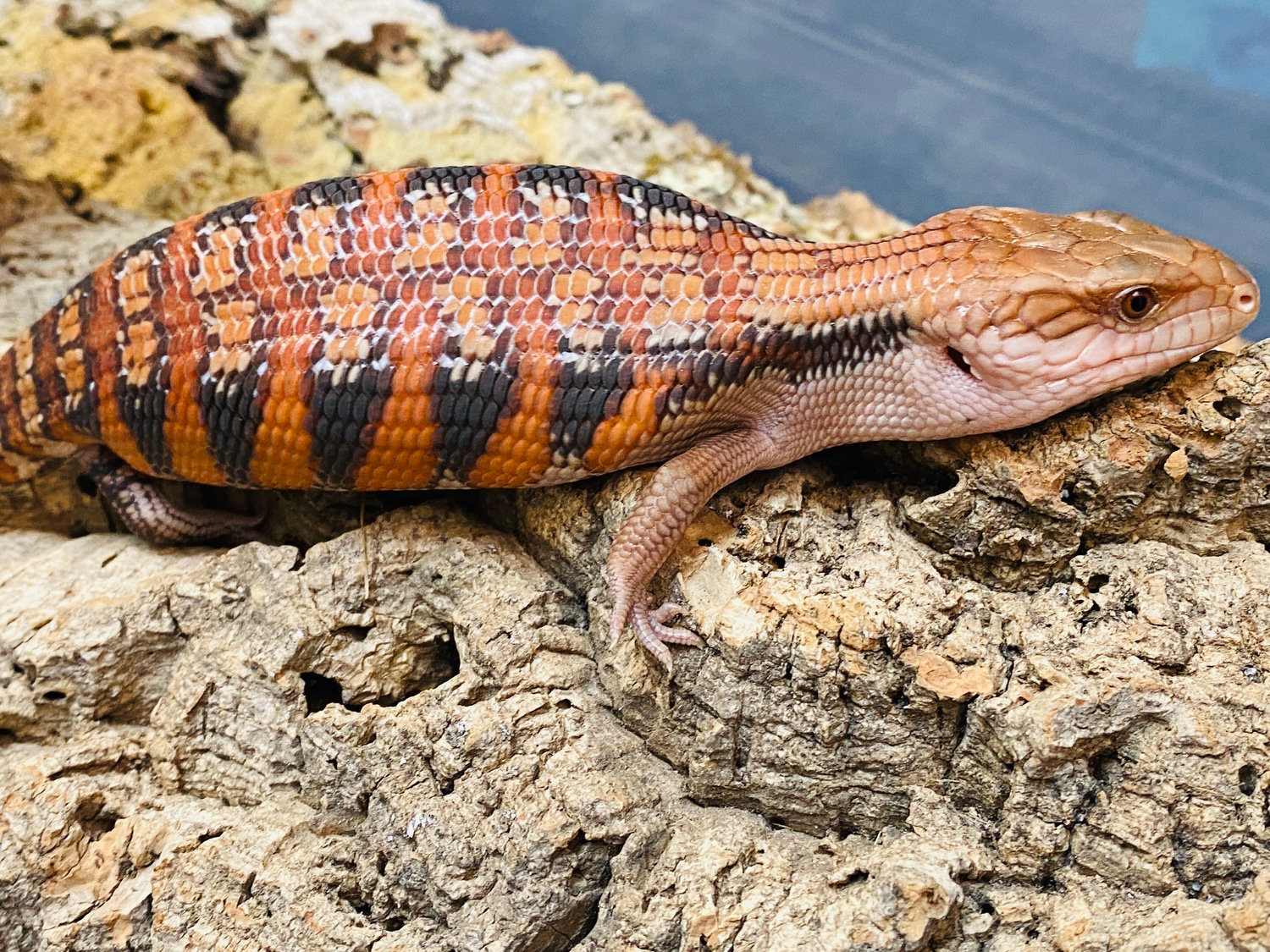 Red Magma Blue Tongue Skink Northern Blue-Tongued Skink by The Reptile ...