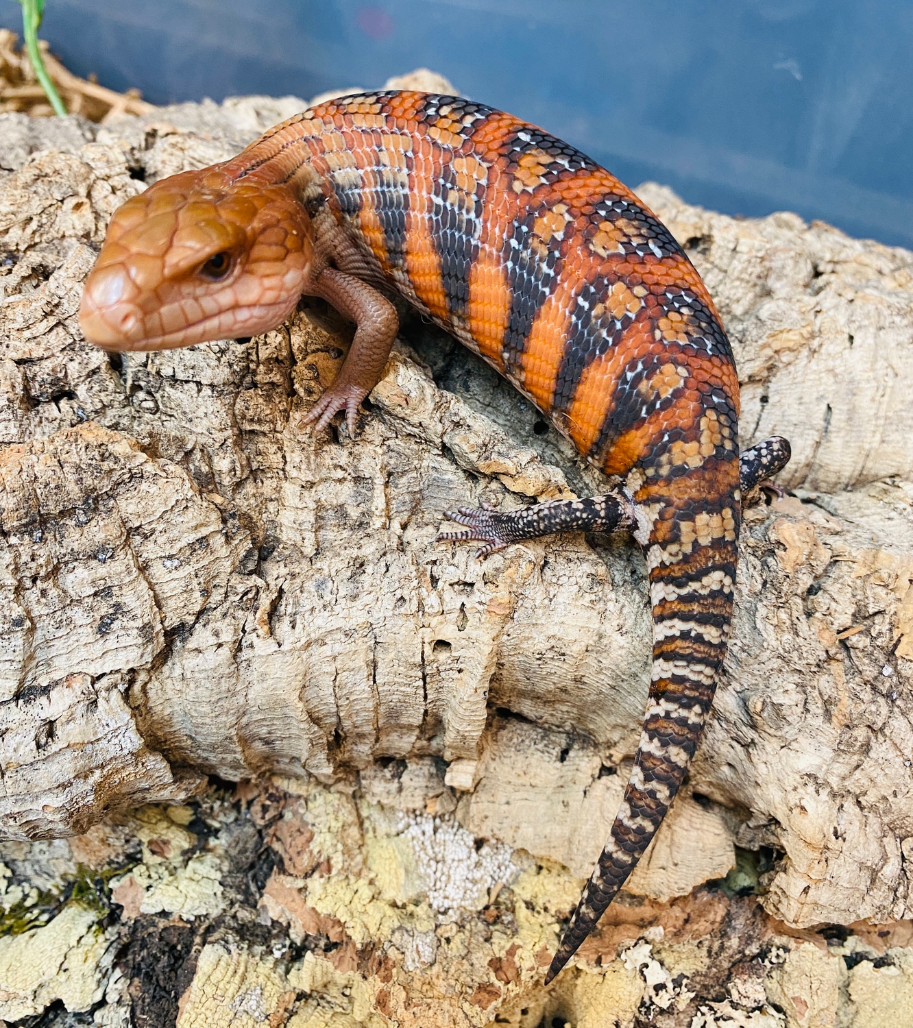 Hi Red/Orange Magma Blue Tongue Skink Northern Blue-Tongued Skink by ...