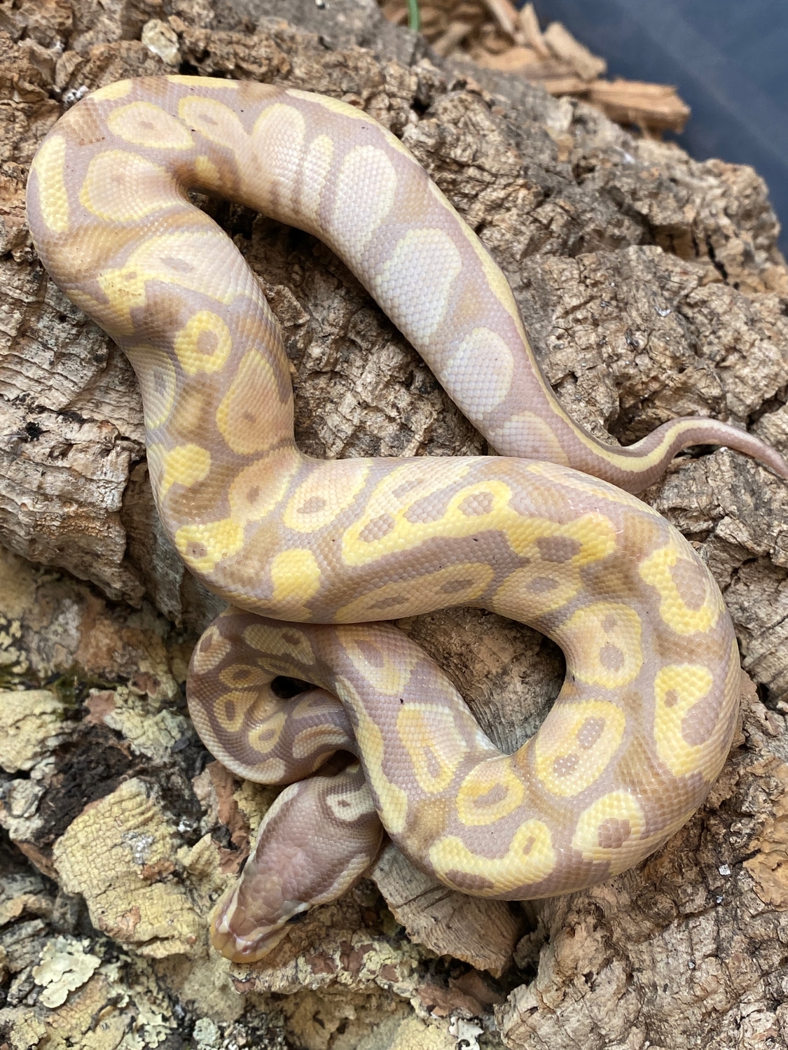 Pastel Banana (Well Started) Ball Python by The Reptile Shop - MorphMarket