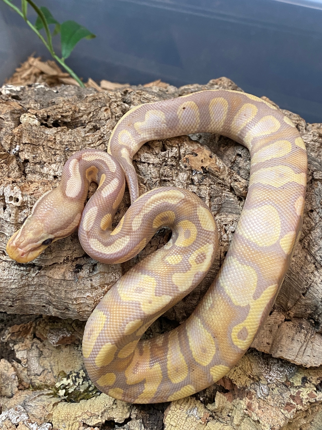 Pastel Banana (Well Started) Ball Python by The Reptile Shop - MorphMarket