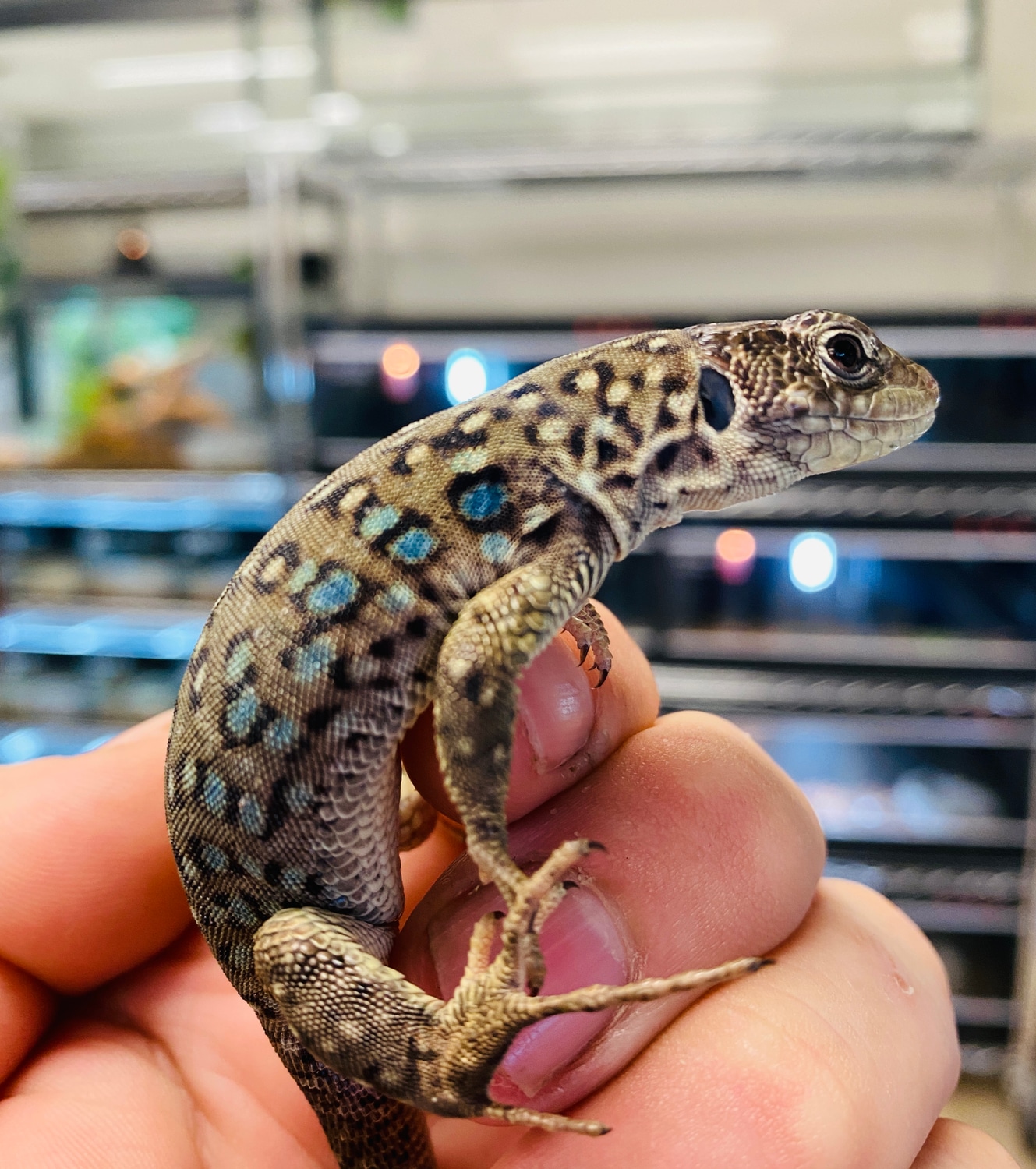 Jeweled Lacertas (Captive Bred) More Lizard by The Reptile Shop ...