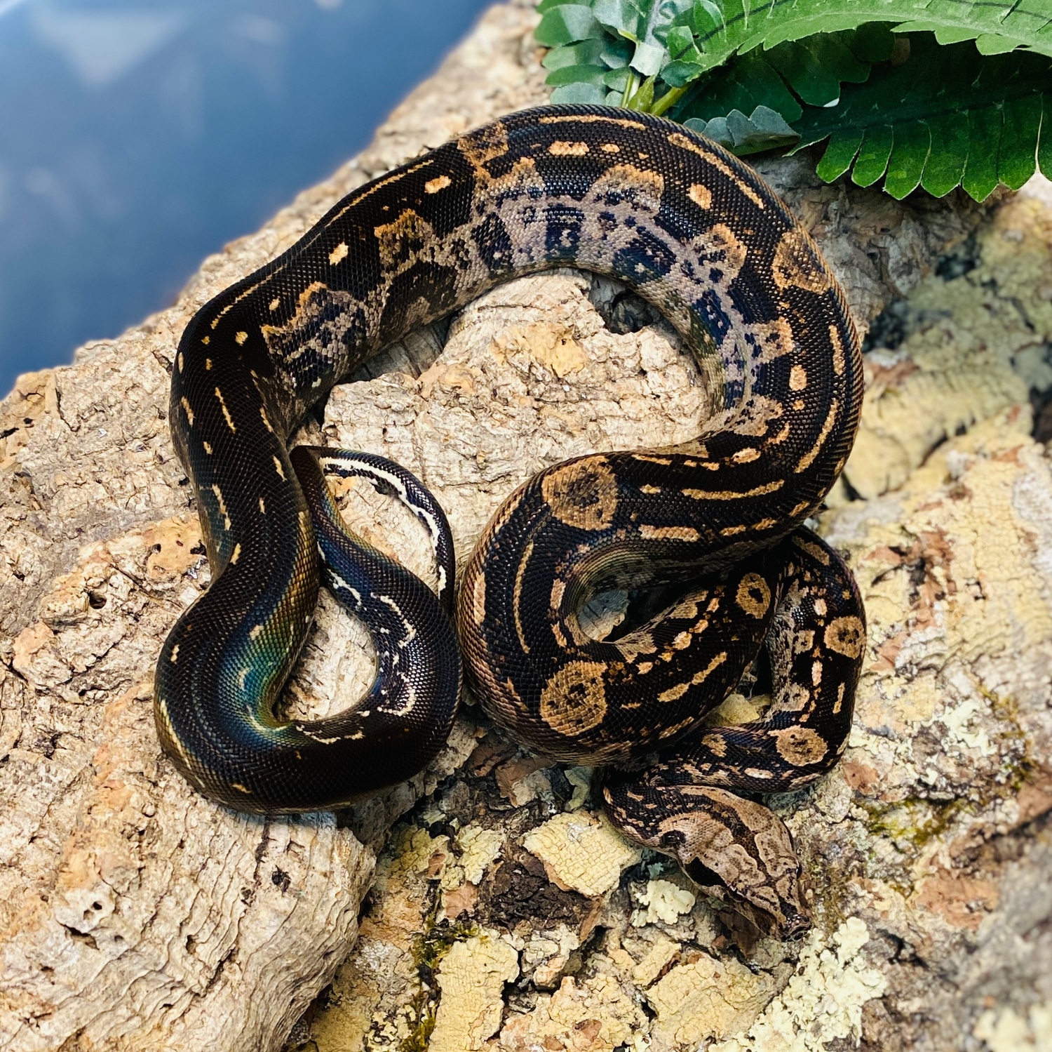 IMG Aztec Jungle Het VPI 50% Het Blood (2 1/2 Foot) Boa Constrictor by ...