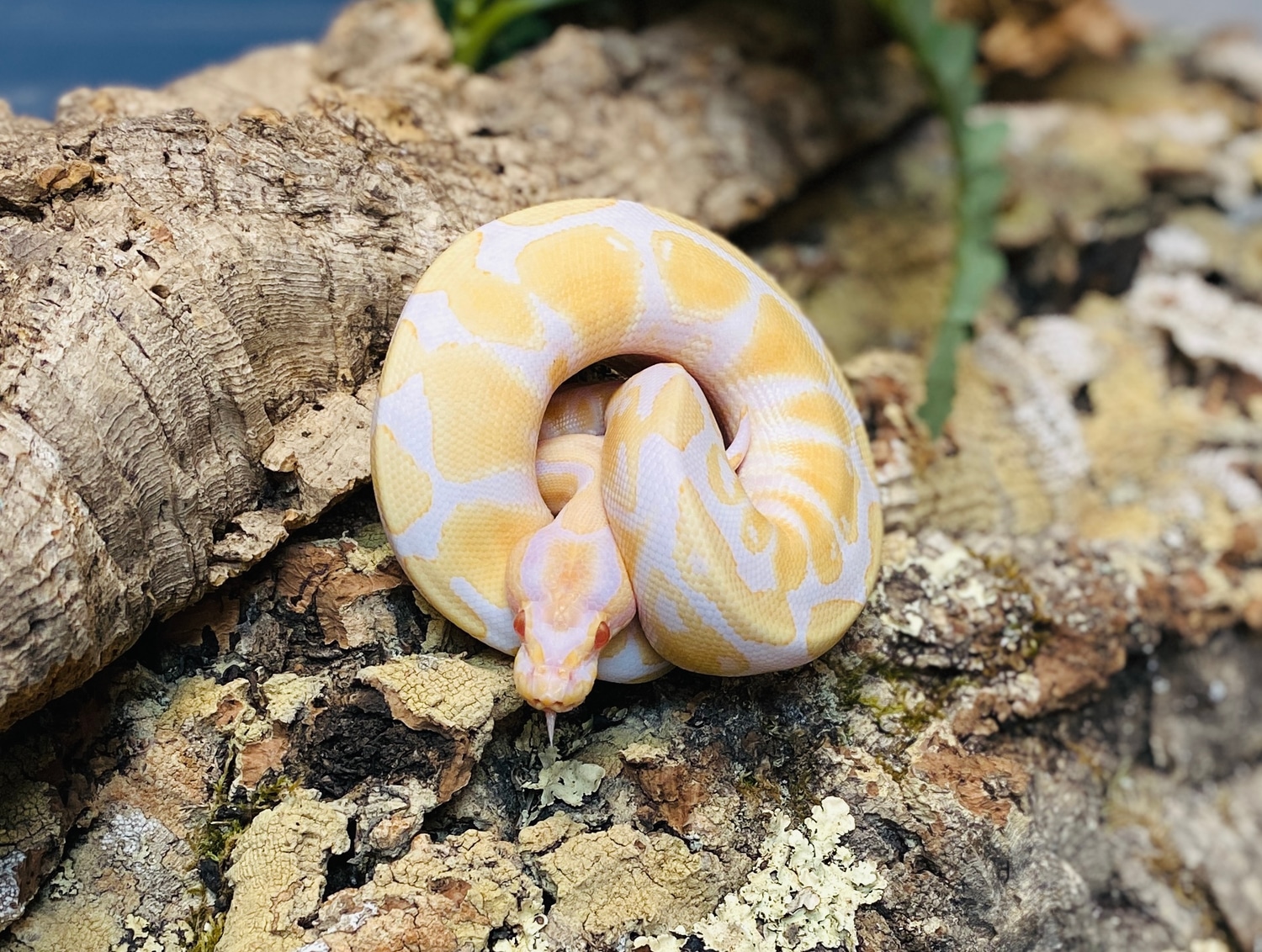 High Contrast Albino Ball Python by The Reptile Shop - MorphMarket
