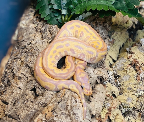 Banana Clown Ball Python by The Reptile Shop