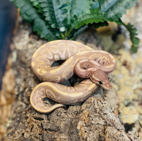 Banana Black Pastel Ball Python by The Reptile Shop