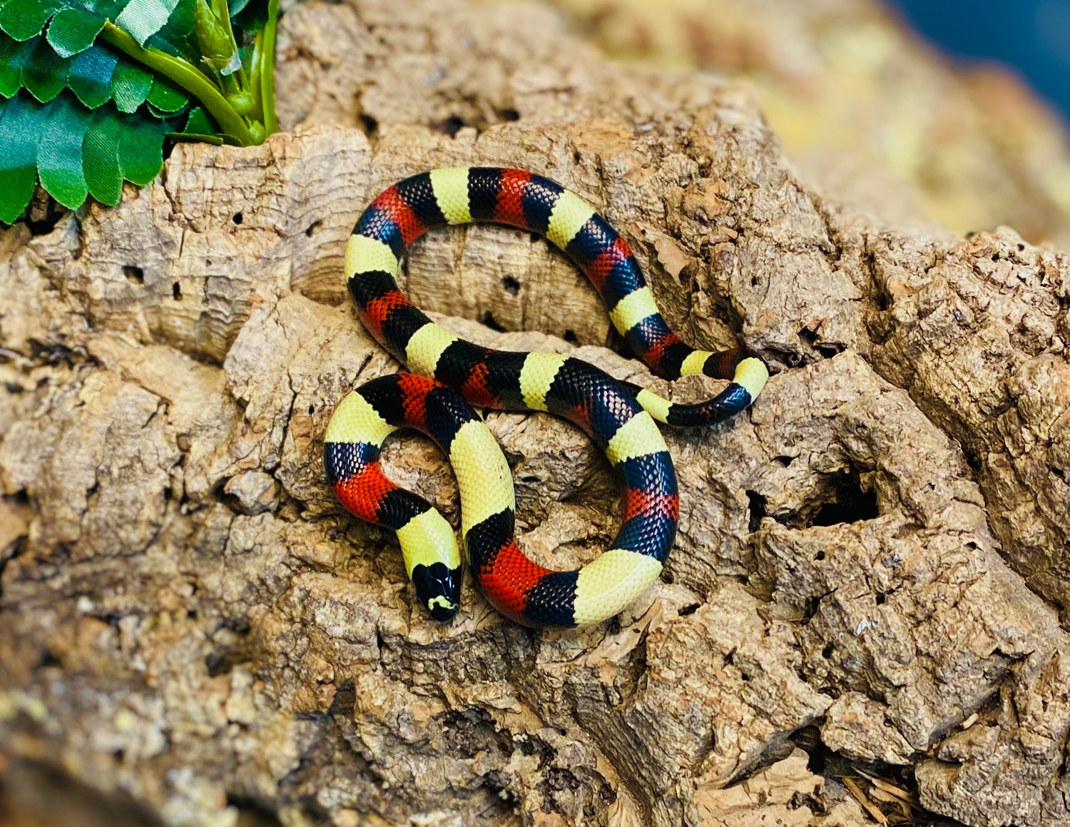 Apricot Pueblan Milk Snake by The Reptile Shop - MorphMarket