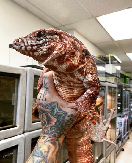Red Tegu (Young) Argentine Tegus by The Reptile Shop