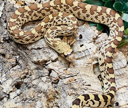Albino 100% Double Het Axanthic/Whiteside Bullsnake by The Reptile Shop ...