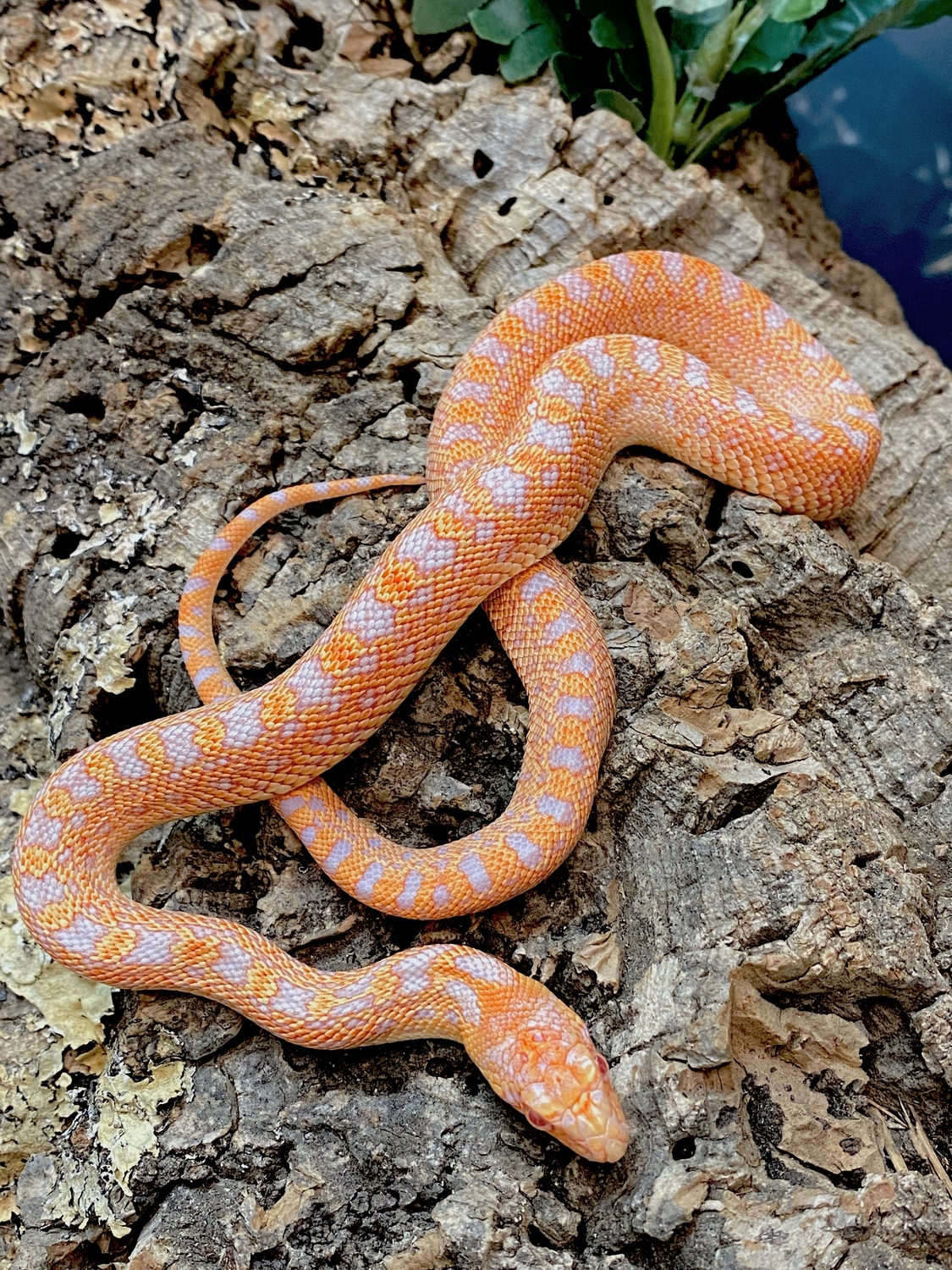 Albino Red Bullsnake by The Reptile Shop - MorphMarket