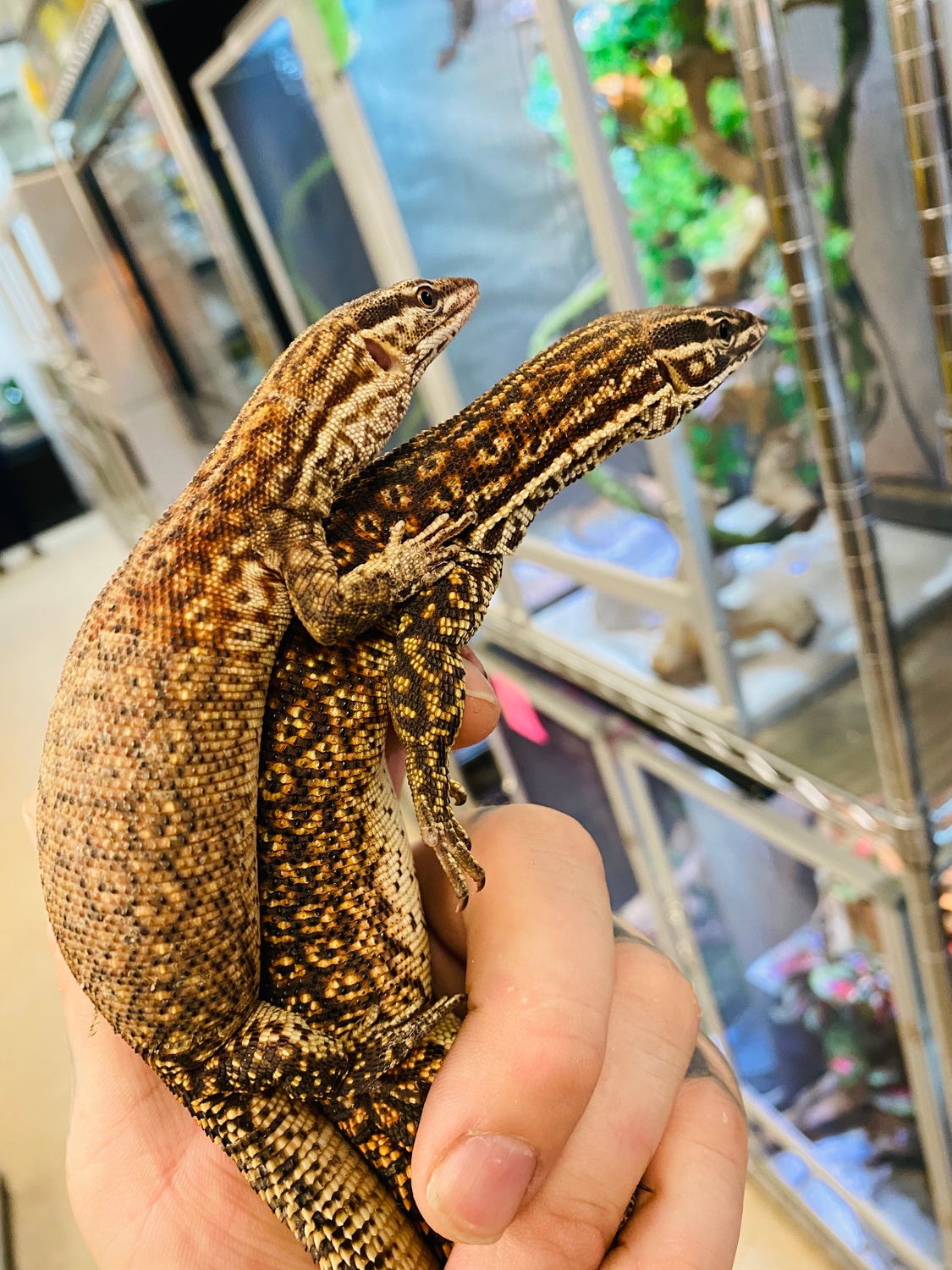 Adult/Sub Adult Pair Of Red Ackie Monitors (Beautiful Pair) Other ...