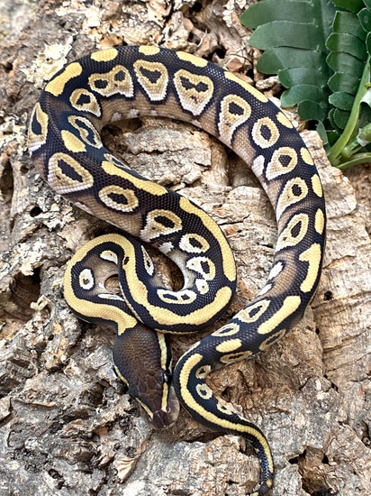 Mojave Ball Python by The Reptile Shop