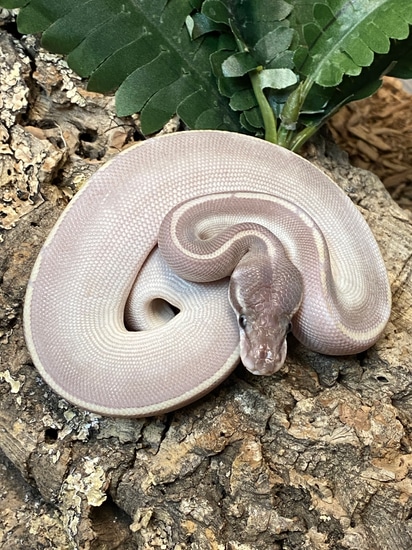 Phantom Potion Ball Python by The Reptile Shop